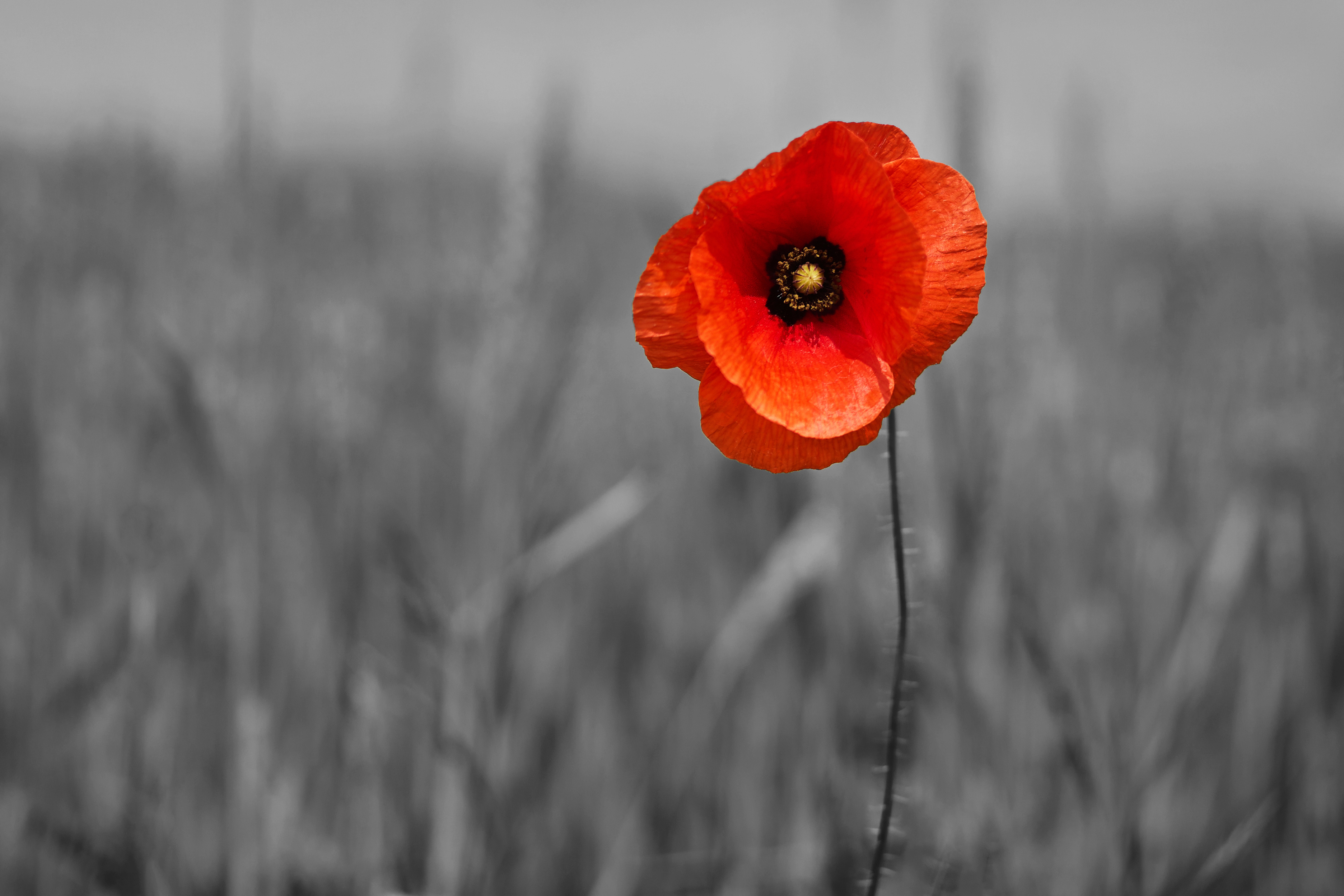 robert downes inquest